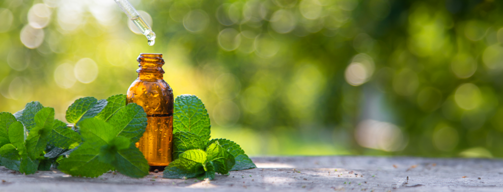 Zingiber officinalis | Pharma-Tamar